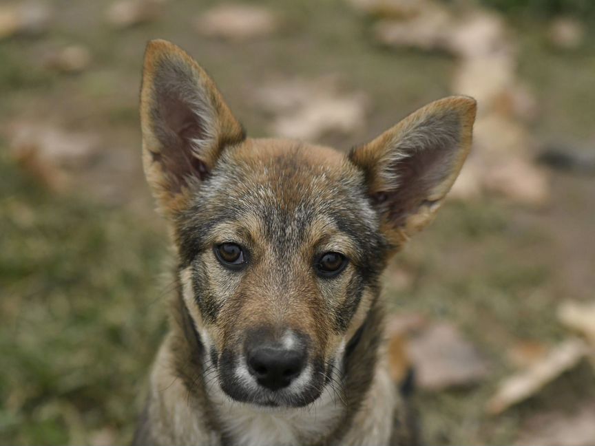 Щенок Тася в добрые руки