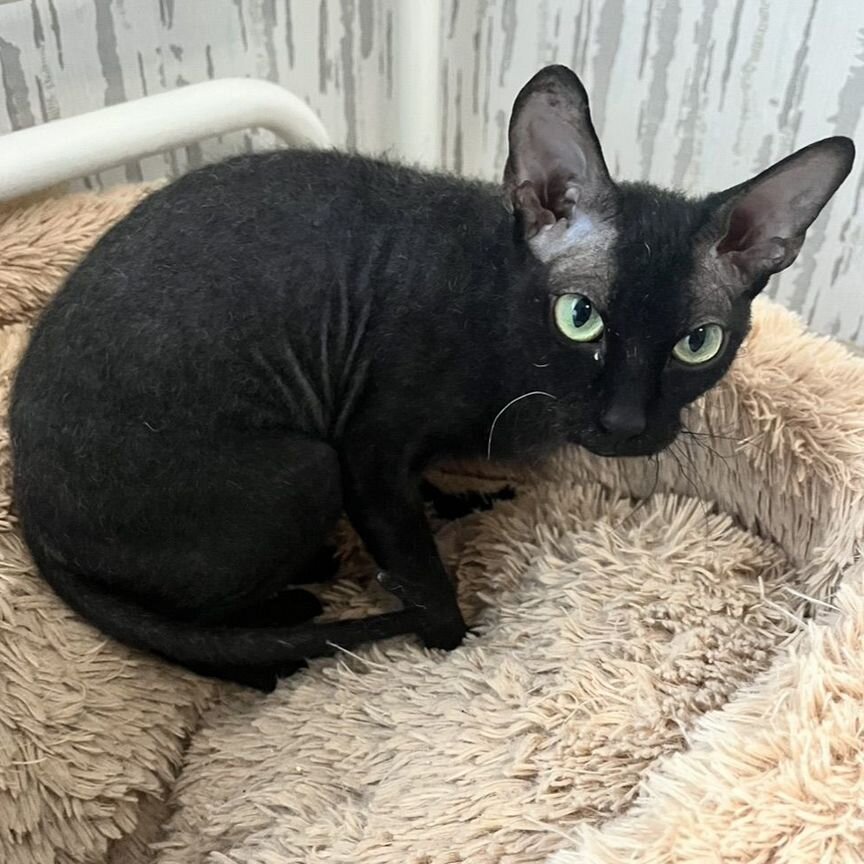 Канадский сфинкс, взрослая кошка