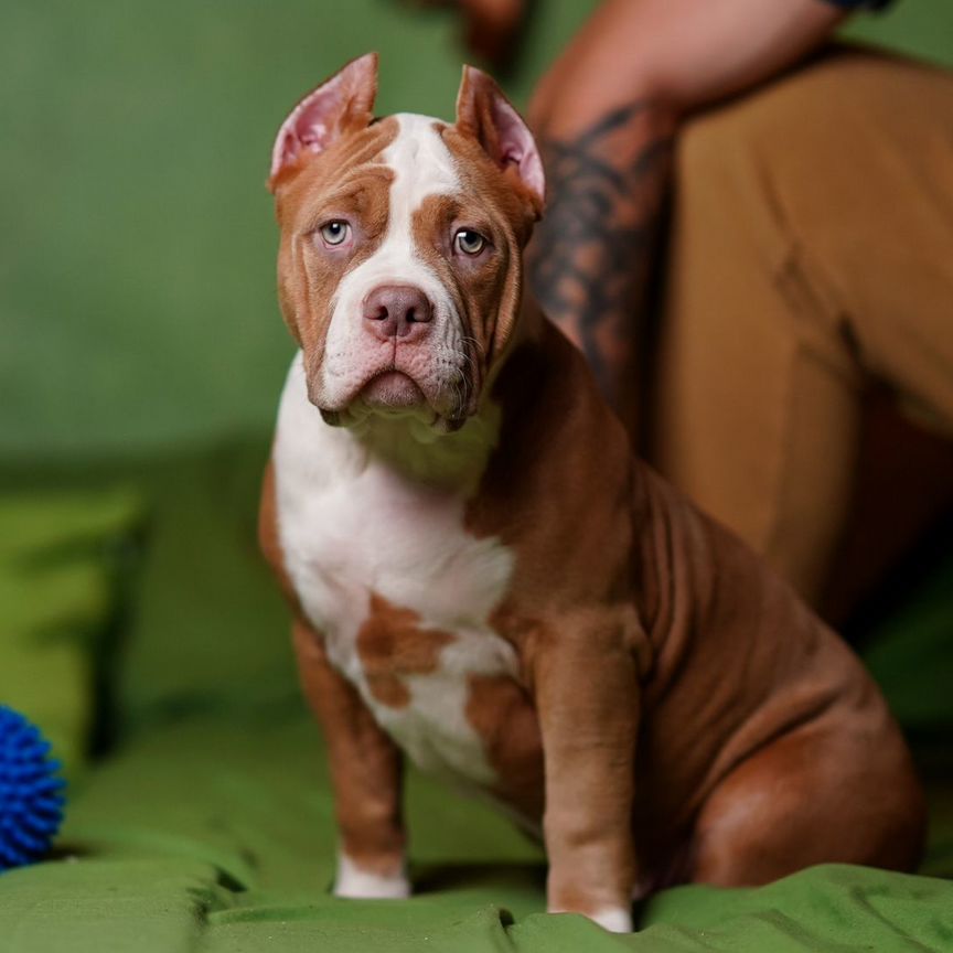 Американский булли, щенок