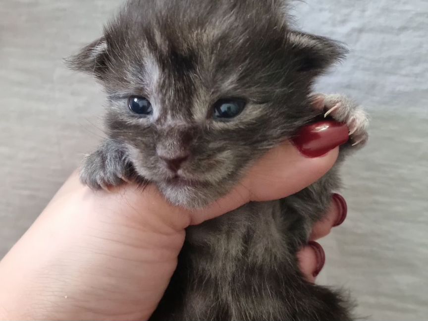 Котята мейн-кун полидакт