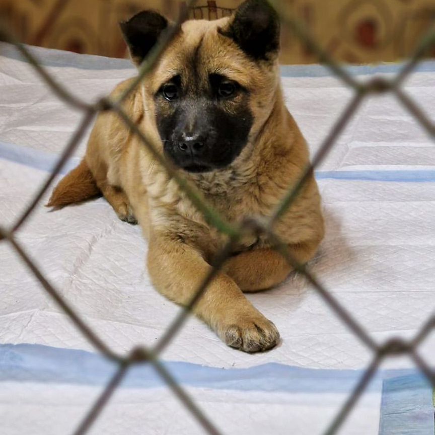 Щенок Муха в добрые руки