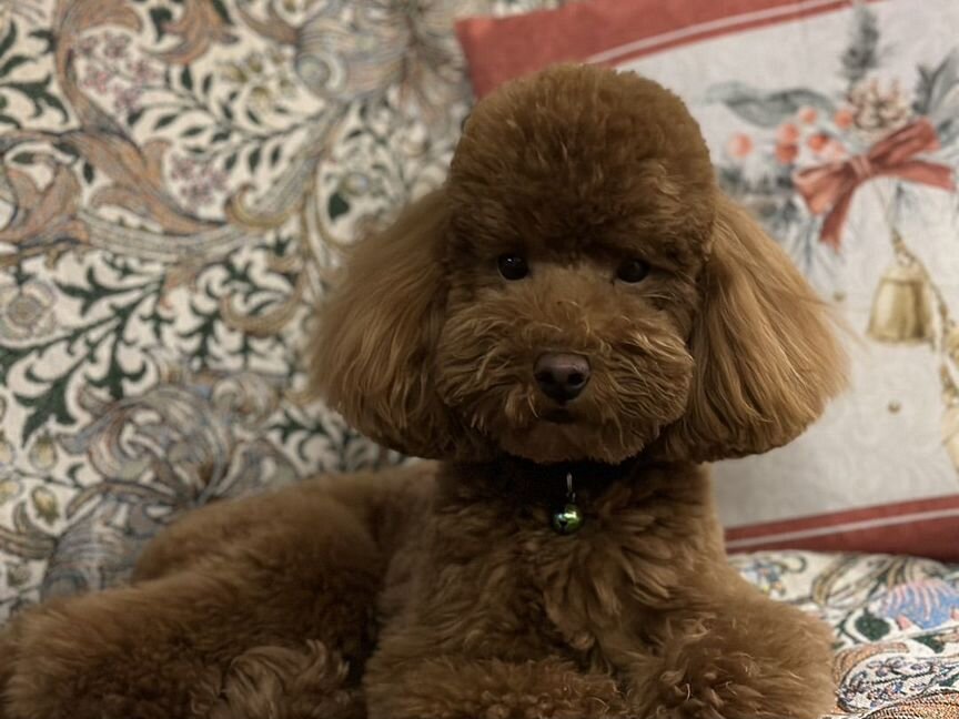 Пудель вязка