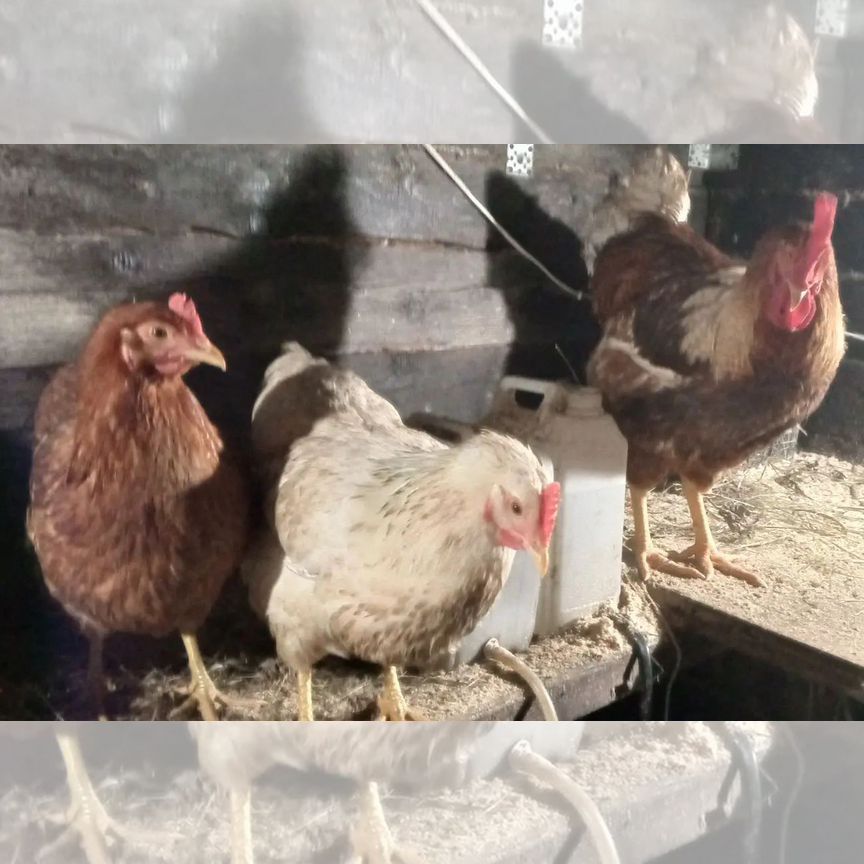 Цыплята ломан браун