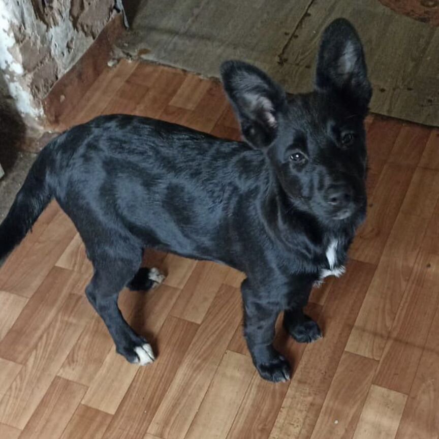 Мощная охранница в надёжные руки