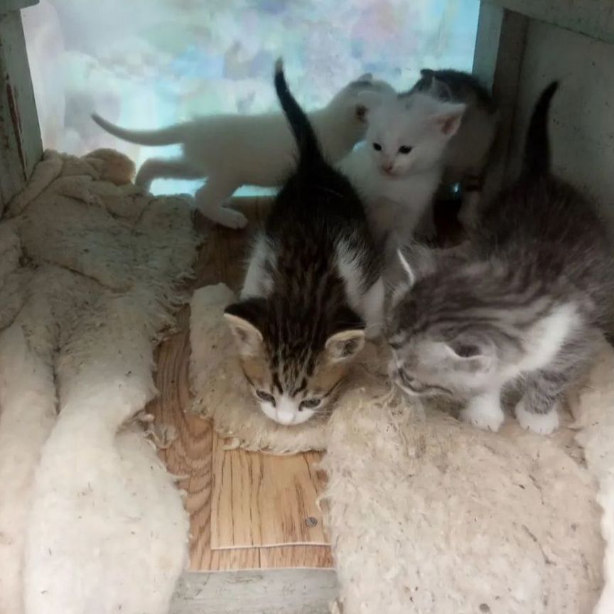 Котята в добрые руки