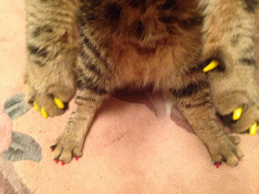 Маникюр для вашего котика