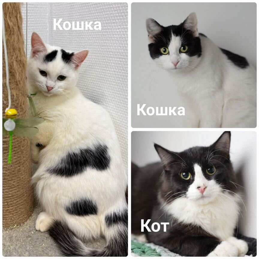 Кошки без дома