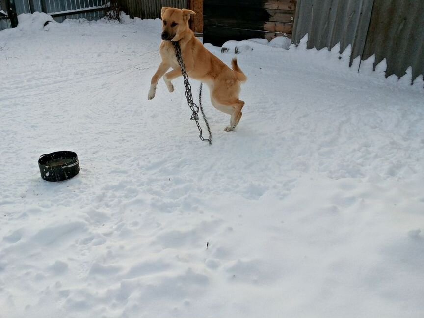 Собака