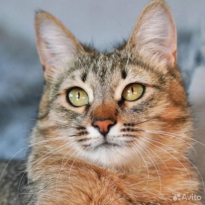 Кошечка Кики