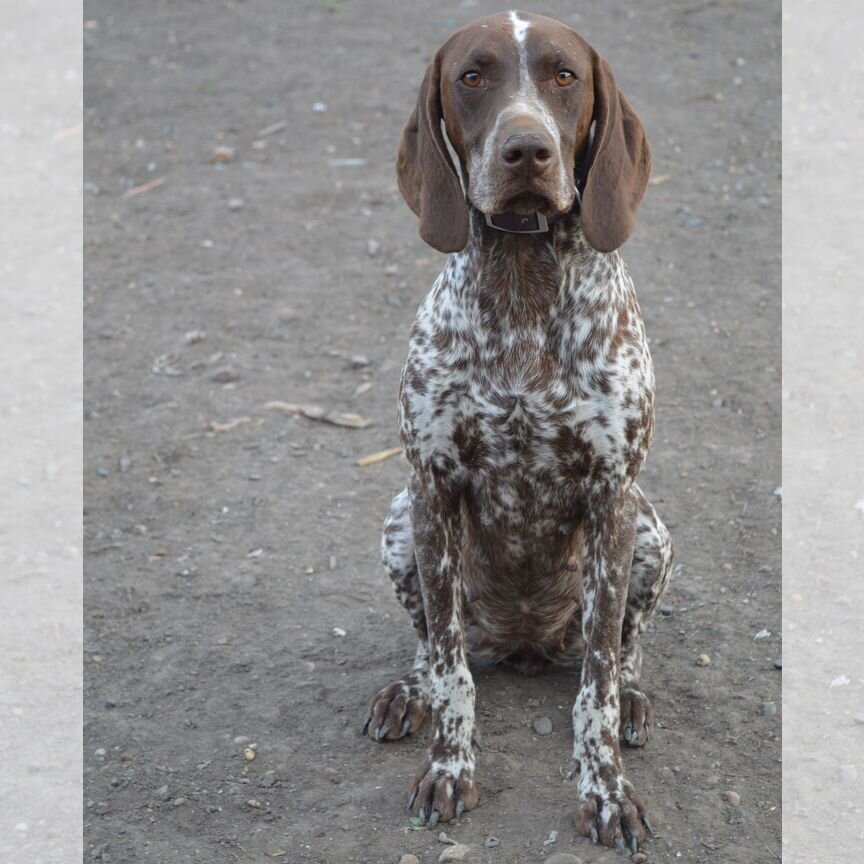 Курцхаар, щенок