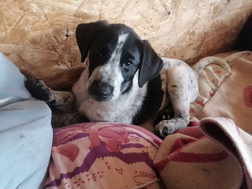 Отдам в добрые руки