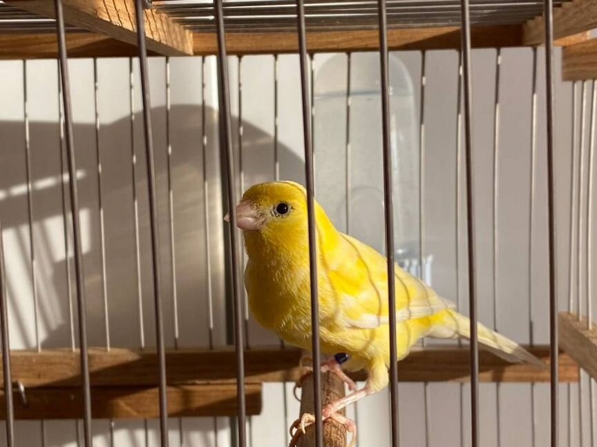 Канарейка Клубная самка