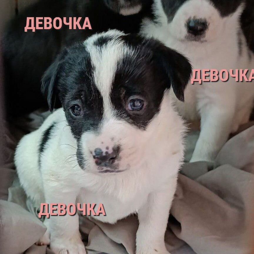 Щенок в добрые руки