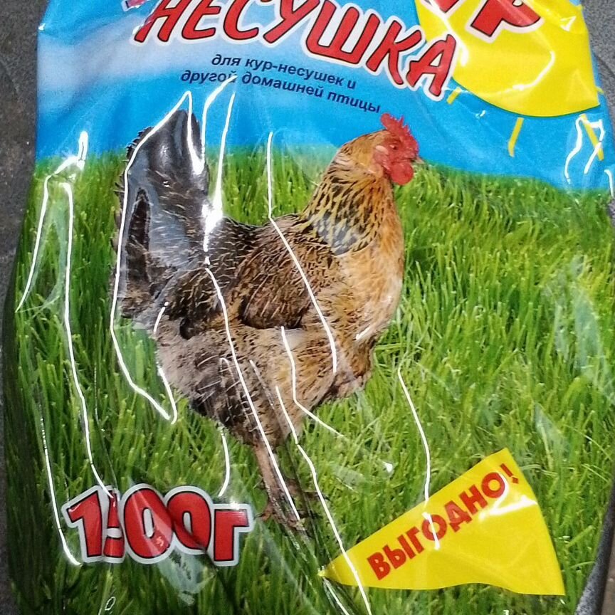 Здравур несушка