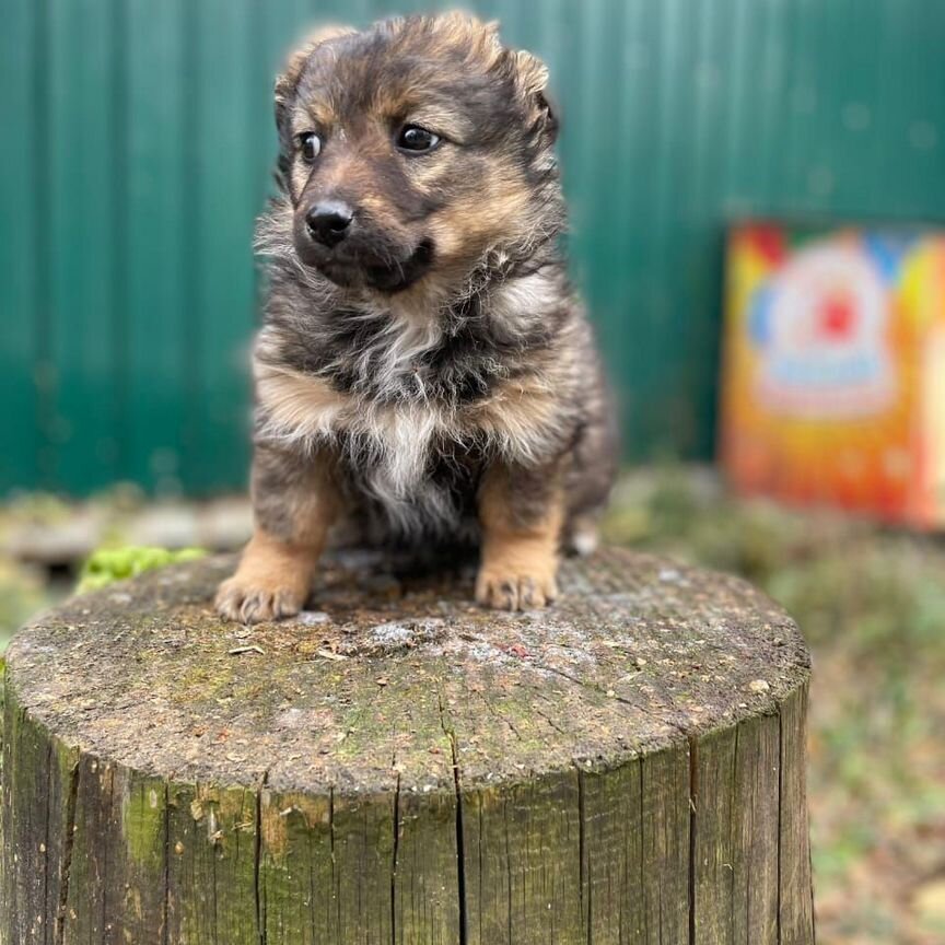 Щенка малышку подкинули к приюту, ищем ей дом