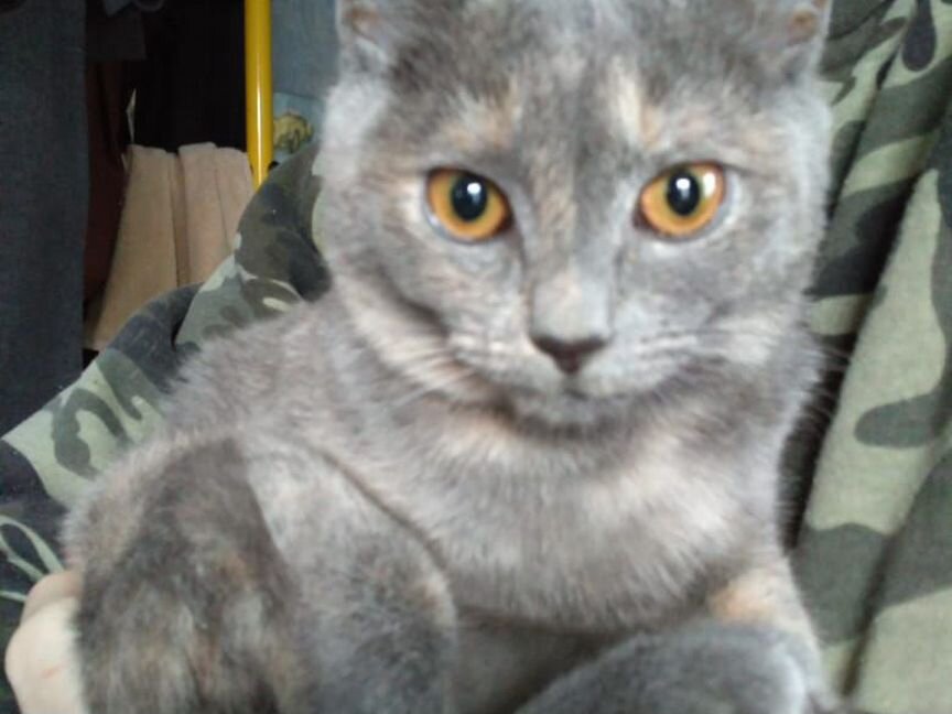 Кошечка (наполовину британка) в добрые руки