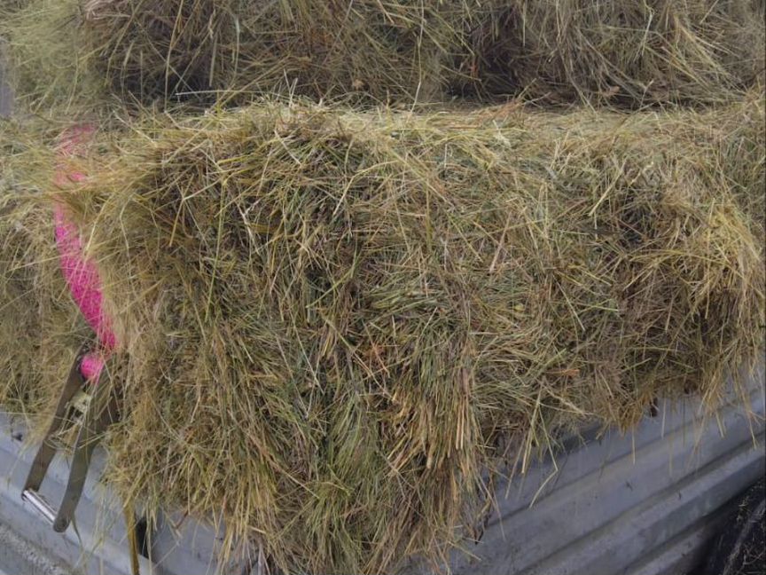 Сено в тюках