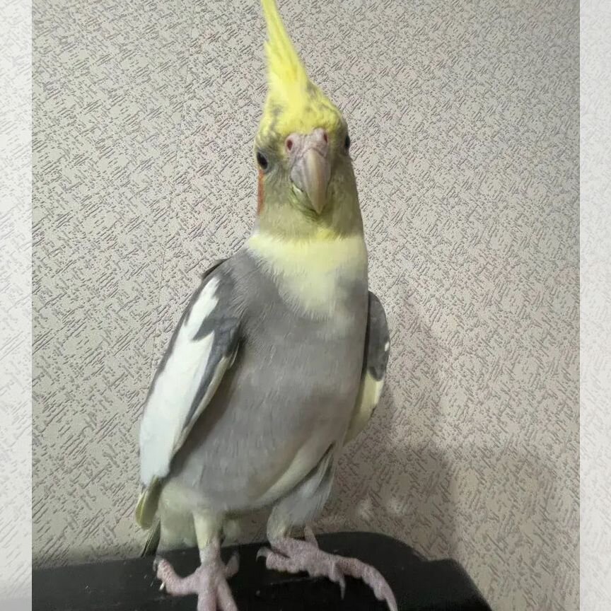 Попугай корелла мальчик