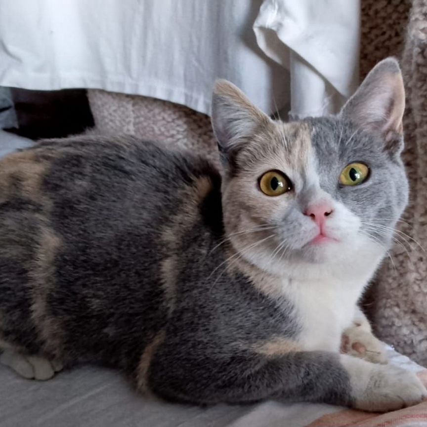 Нежный котенок Лима в дар