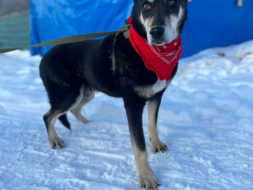 Взрослый пёс мечтает обрести дом