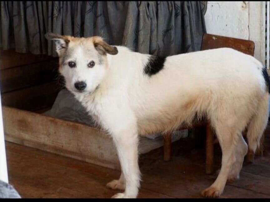 Собака ищет уединение ей тяжело в приюте