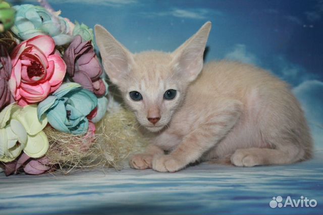 Ориентальный Мальчик