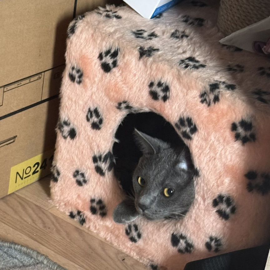 Коты в добрые руки