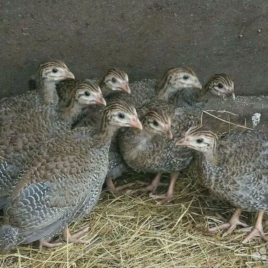 Цесарки бройлерные птенцы