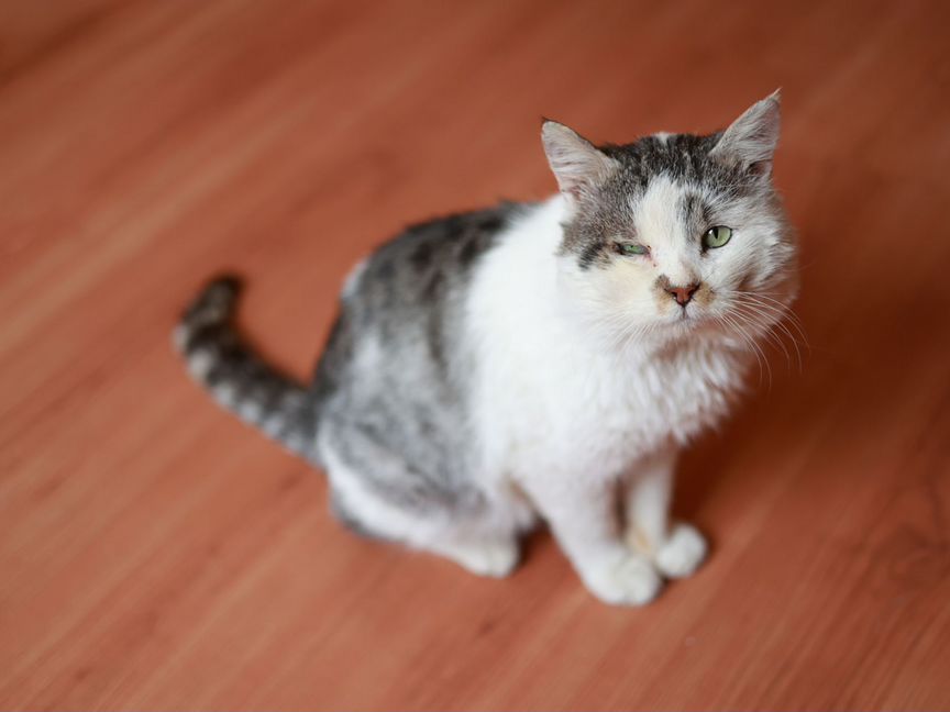Особенный котик Беляш