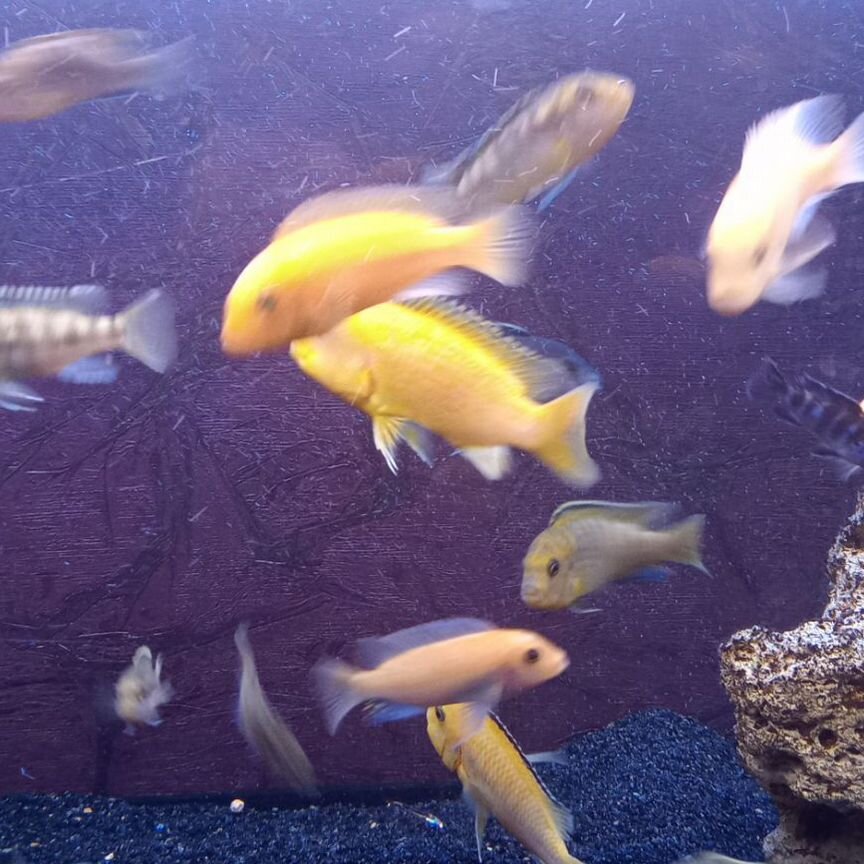 Аквариумные рыбы цихлиды