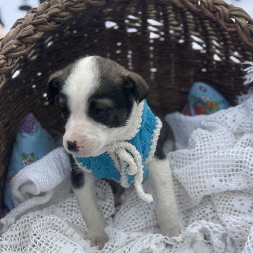 Щенок в добрые руки