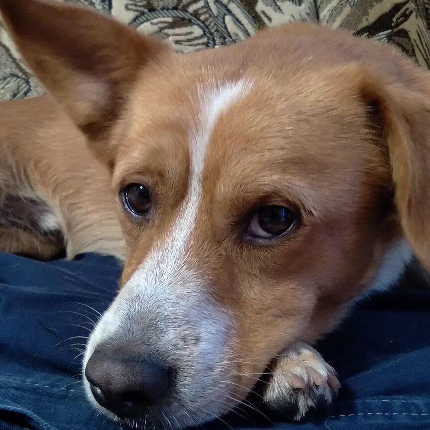 Отдадим собаку в хорошие,добрые руки