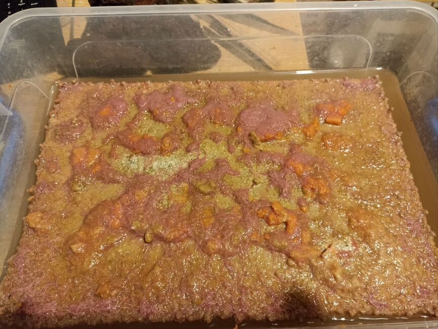 Аквариумные рыбки