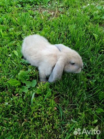 Кролик Французкий баран