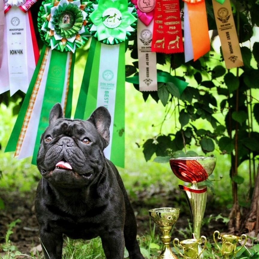 Французский бульдог кабель вязка