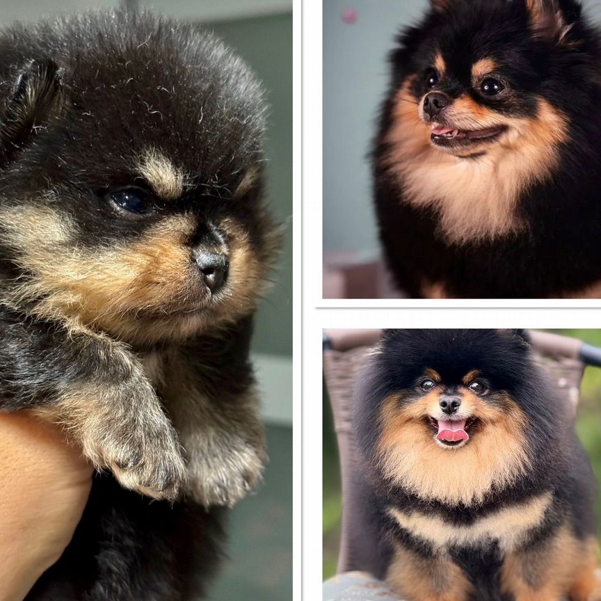 Померанский шпиц, щенок