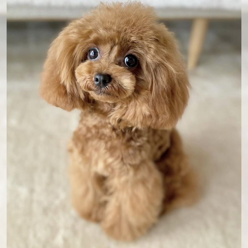 Той-пудель, щенок