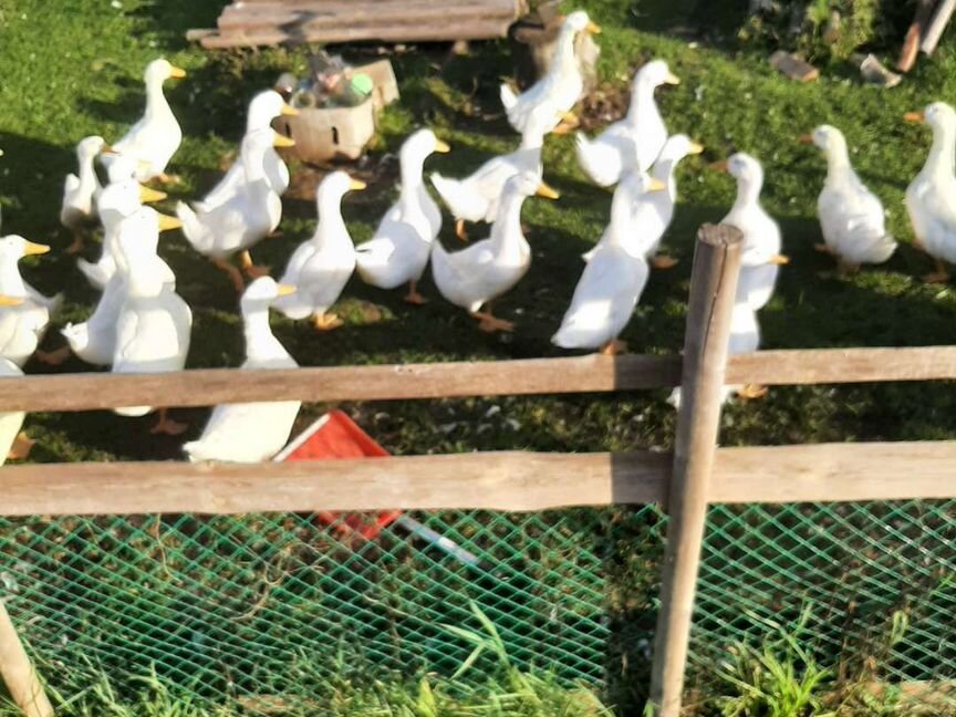 Утки породы Стар-53