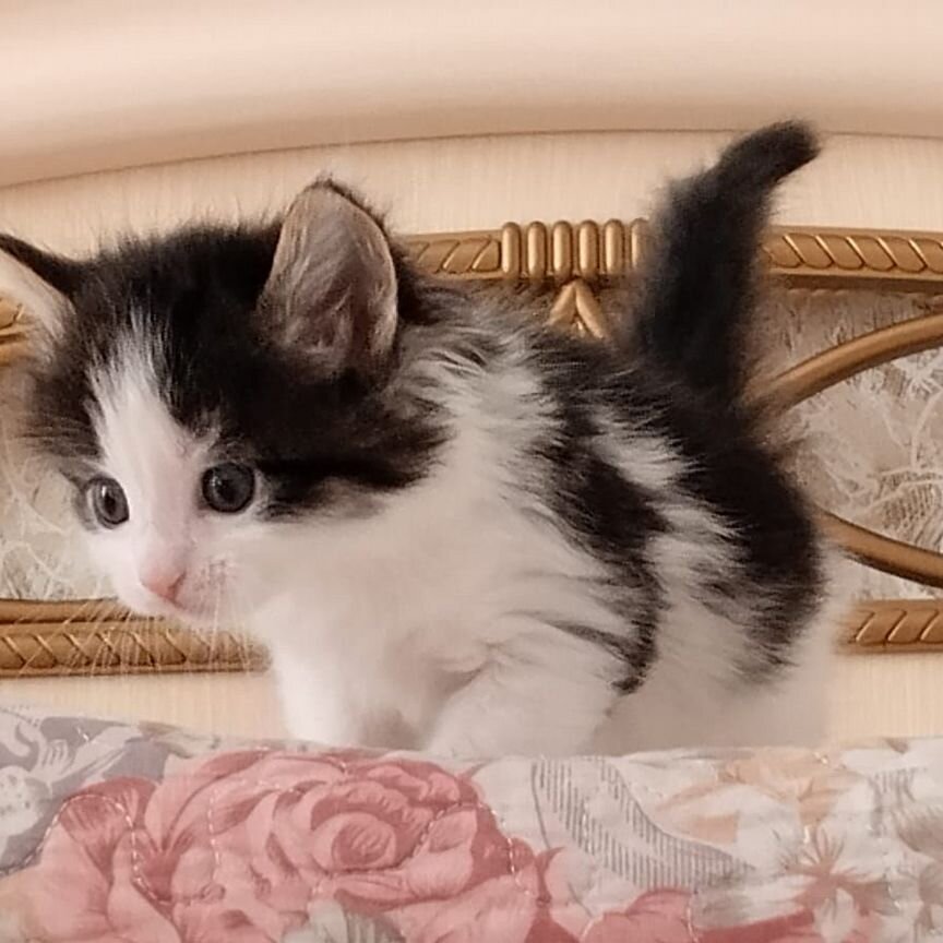 Котенок