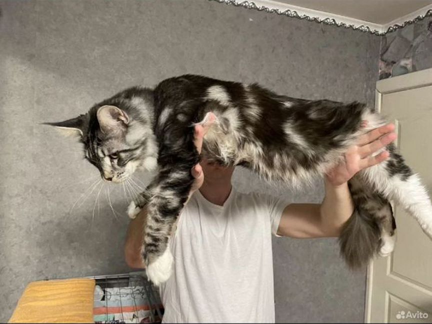 Мейн-кун полидакт вязка