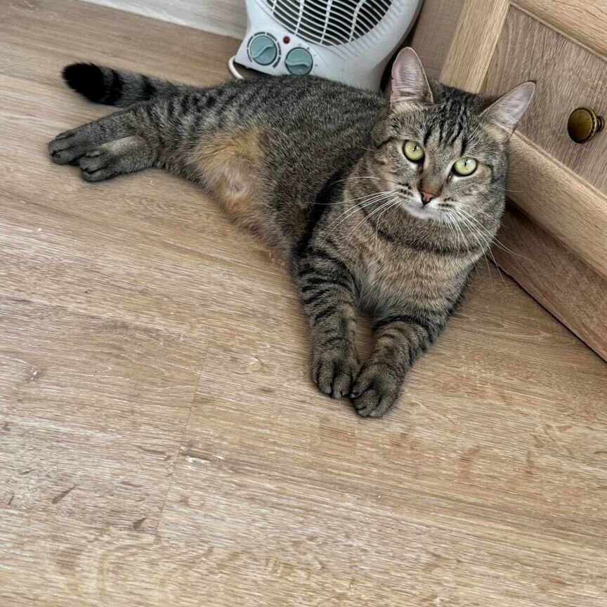 Кошка ищет дом