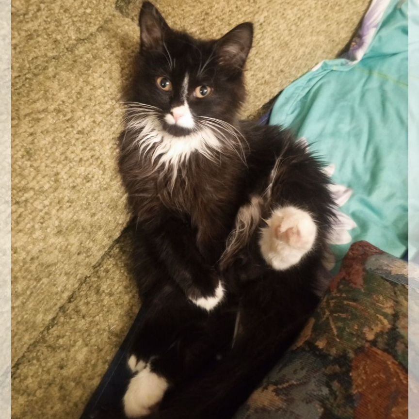 Котёнок в добрые руки