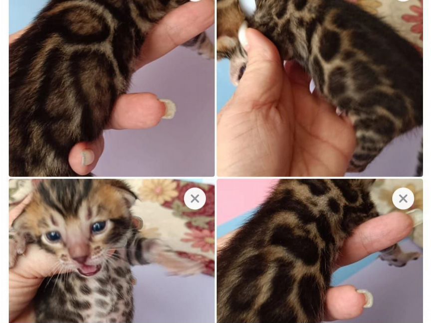 Бенгальские котята