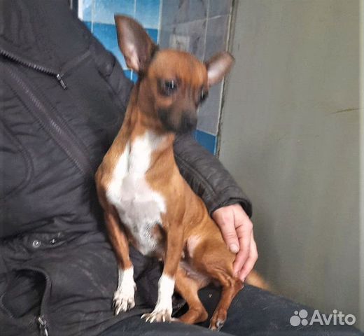 Очаровашка Холя ищет дом