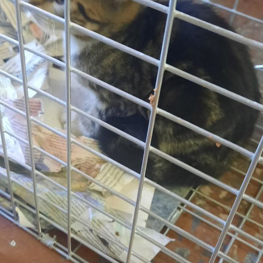 Котенок трехцветный на счастье