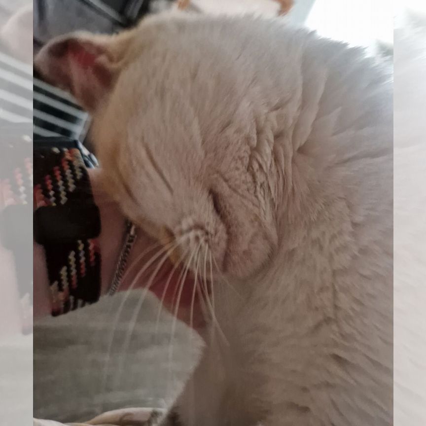 Взрослая, Девочка кошка в добрые руки