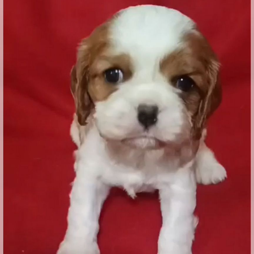 Кавалер кинг-чарльз-спаниель, щенок