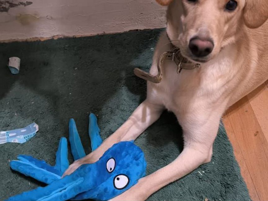 Отдам в добрые руки лабрадора