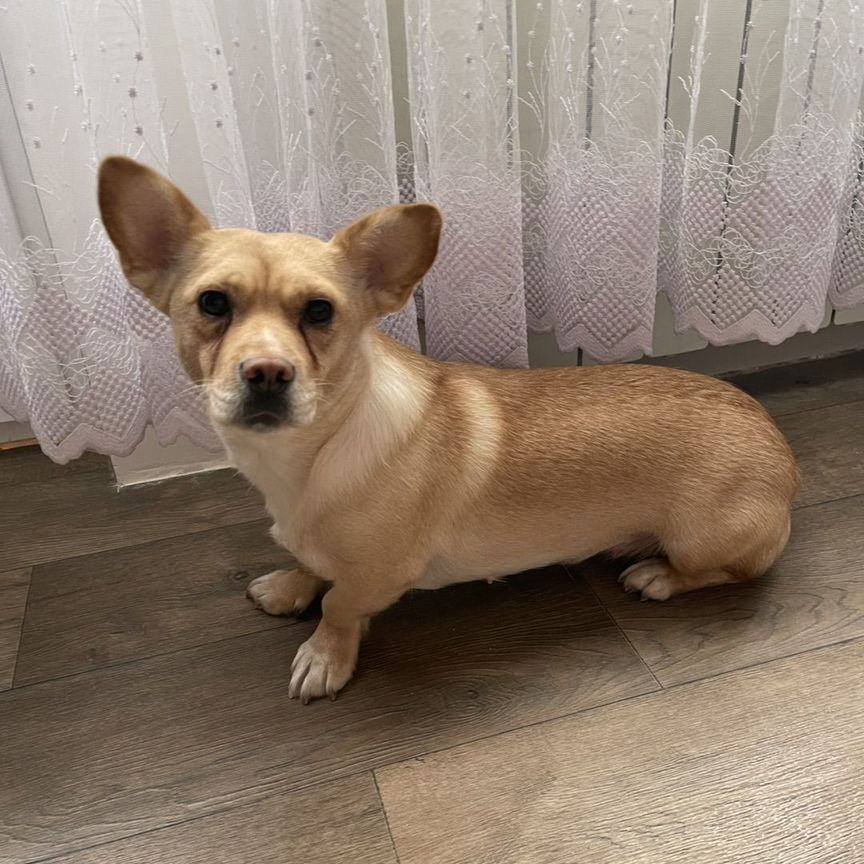 Помесь корги