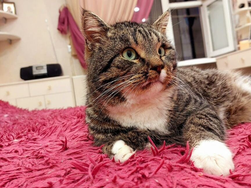 Кот Борис в дар